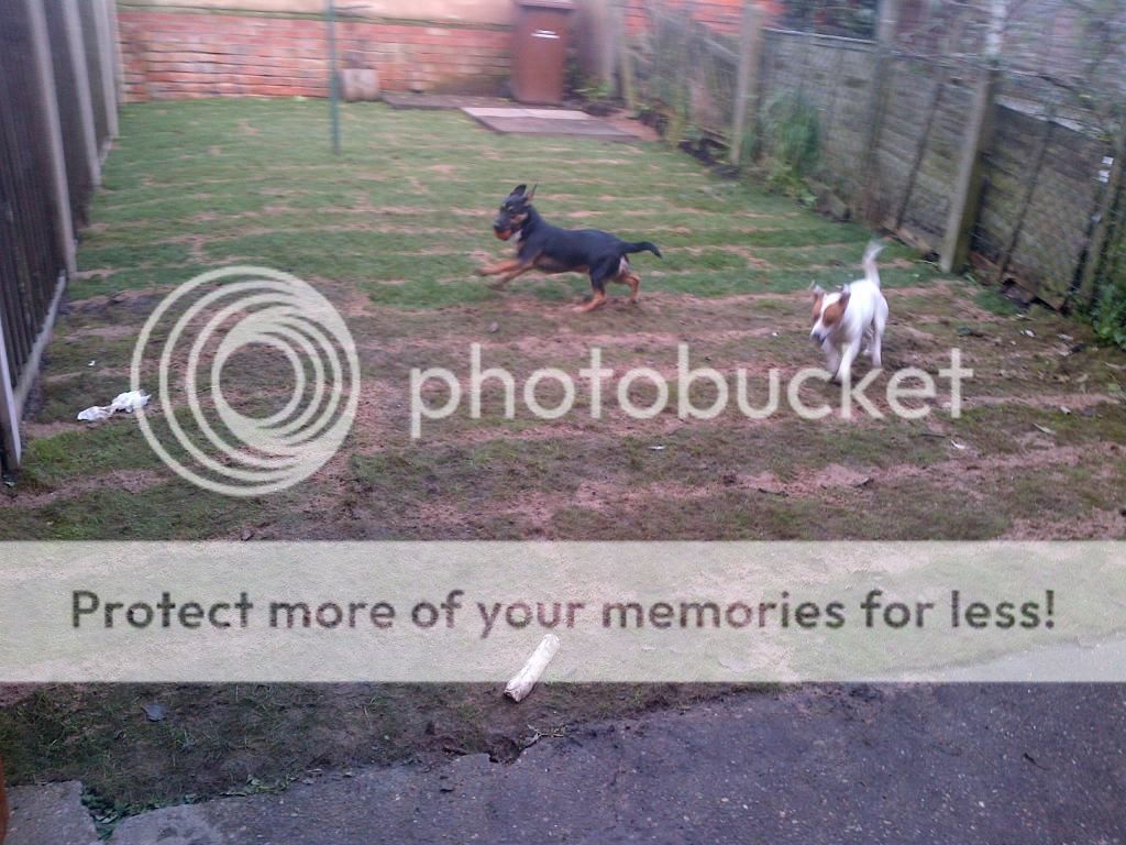 German Shepherd x Jack Russell | Page 2