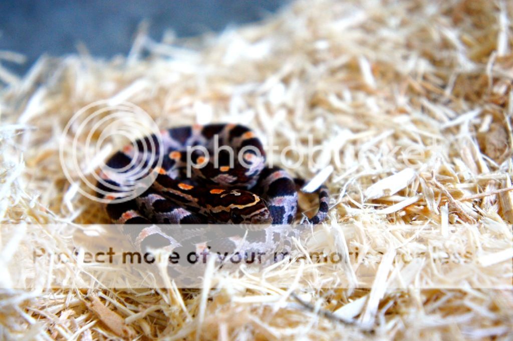 Corn Snake Hatchlings Pics!! | Reptile Forums