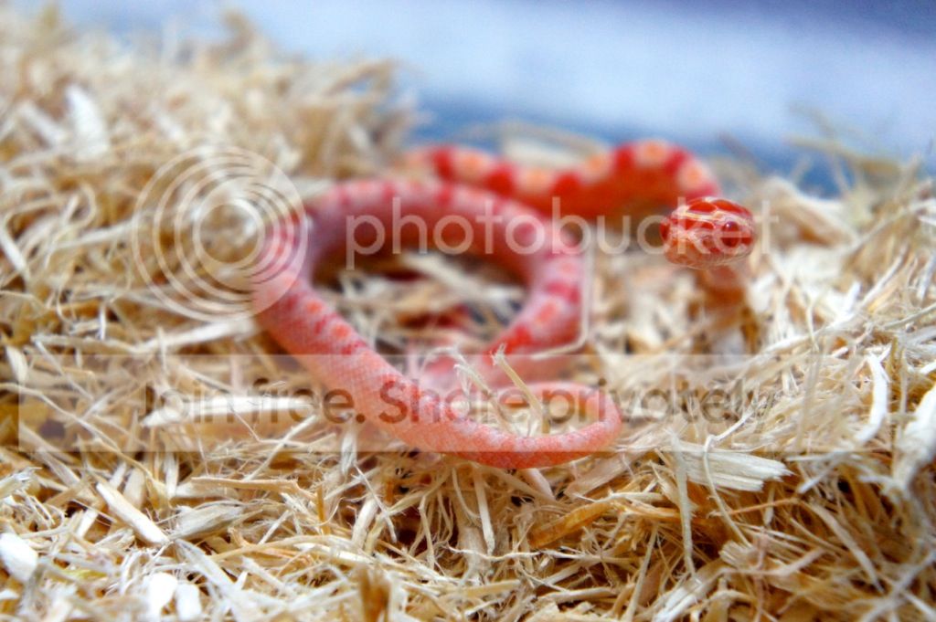 Corn Snake Hatchlings Pics!! | Reptile Forums