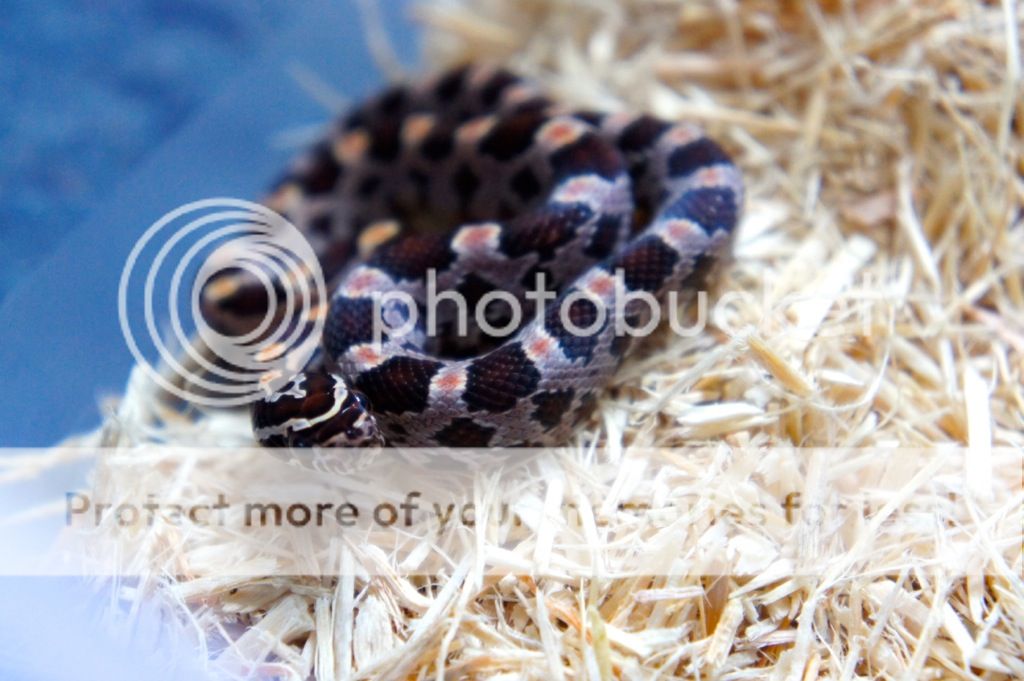 Corn Snake Hatchlings Pics!! | Reptile Forums
