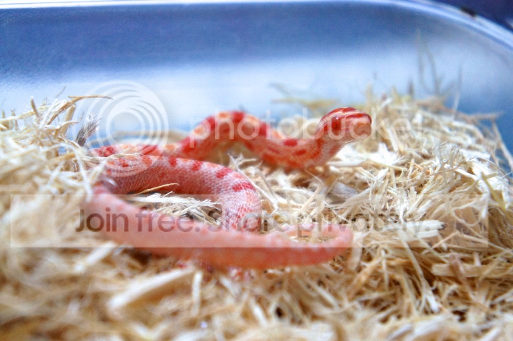 Corn Snake Hatchlings Pics!! | Reptile Forums