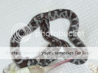 polycephalic snakes | Reptile Forums