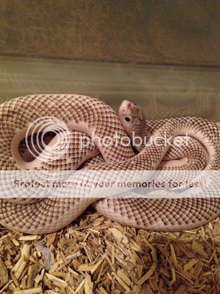 SE England - White sided axanthic Florida king hacthlings | Reptile Forums